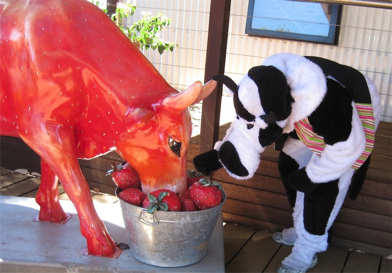 Photo Gallery - Candy Cow